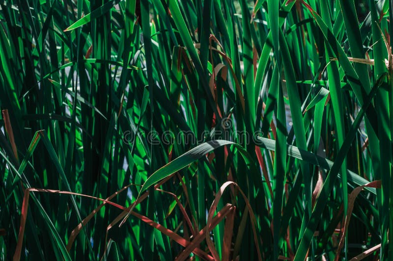 Texture of Green Reeds Grass Stock Image - Image of leaf, landscape ...