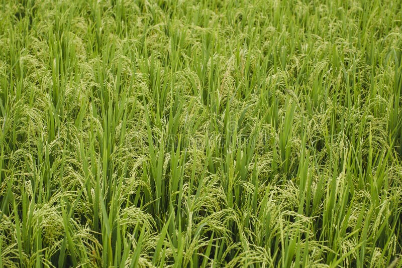 The Texture is Green Rice Field. Stock Image - Image of colorful, asian ...