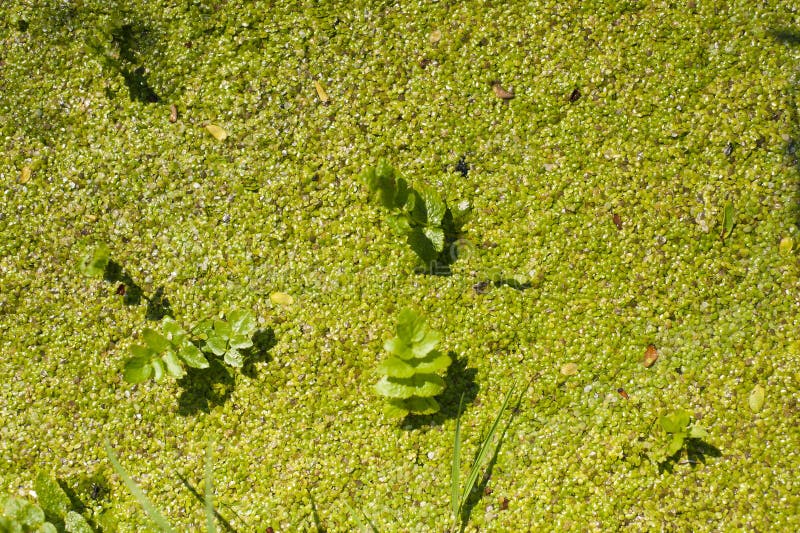 Texture of Green Small Duckweed. Small Green Leaves Float on the ...