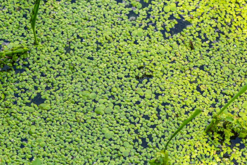Texture of Green Small Duckweed. Small Green Leaves Float on the ...