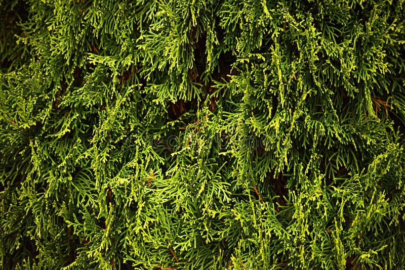 Texture of Green Thuya is Close Stock Photo - Image of foliage ...