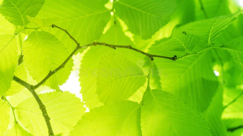 Texture of Green Tree Leaves. Stock Image - Image of nature, pattern ...