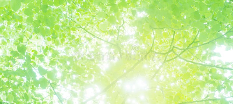 Texture of Green Tree Leaves. Stock Photo - Image of blur, foliage ...