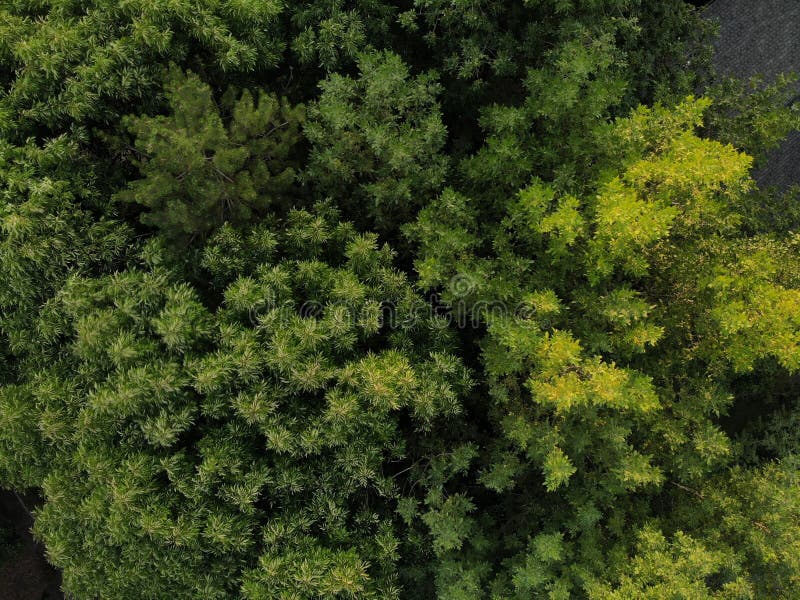 Texture of Green Trees, Top View Stock Image - Image of beautiful ...