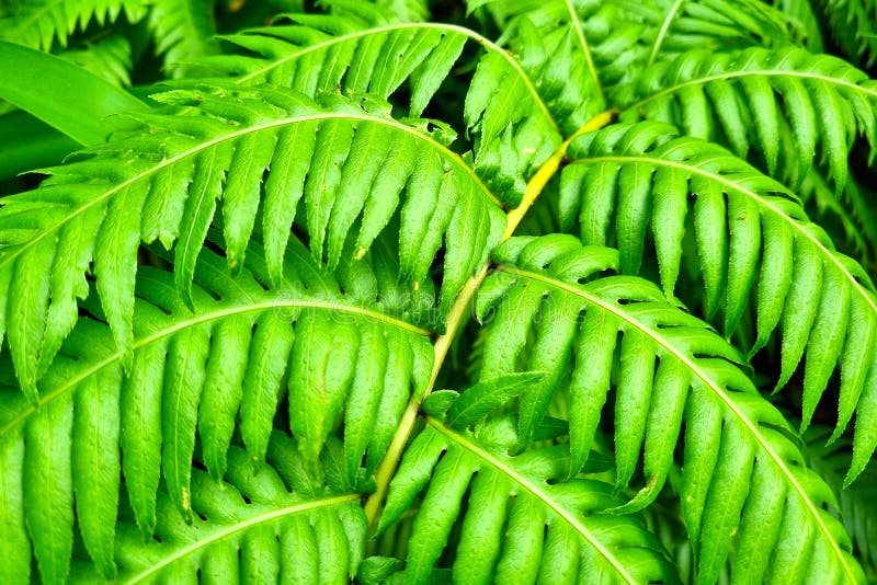 Texture of Green Tropical Plants. the Backdrop of a Tropical Garden or ...