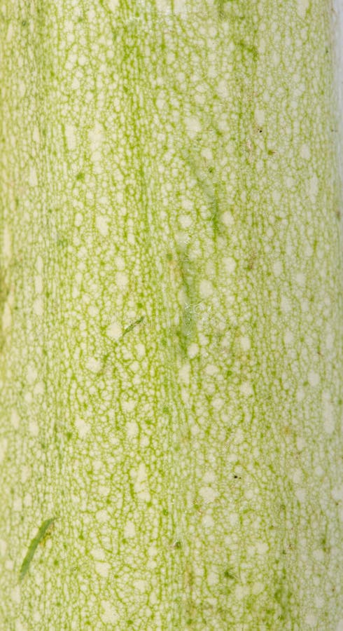 Texture of Green Vegetable Marrow Stock Image - Image of freshness ...