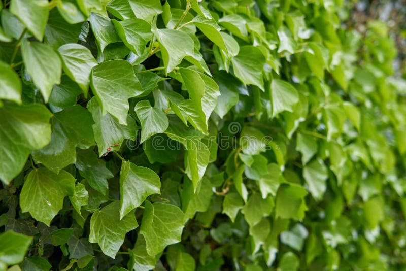 Texture of Green Vine Leaf. Vine Leaf Texture Background Stock Image ...