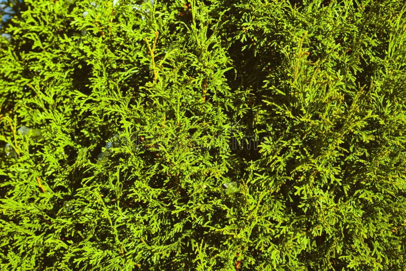 The texture of greens stock photo. Image of carpet, home - 105000560