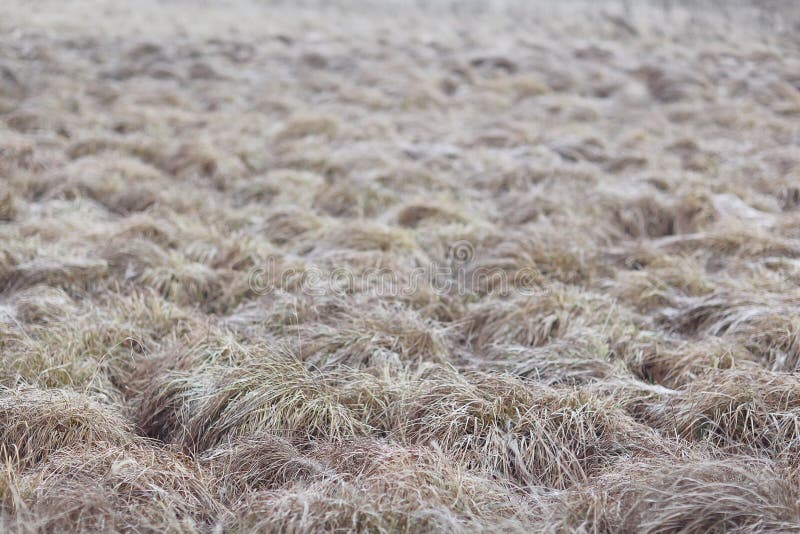 Texture grey autumn grass stock image. Image of macro - 60342867