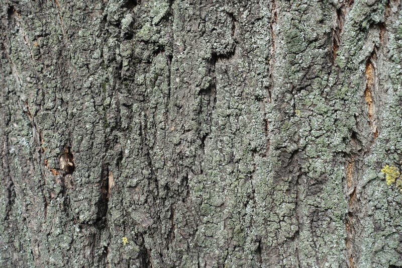 Texture of Grey Bark of Apricot Covered with Dry Lichen Stock Photo ...