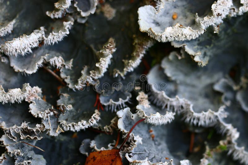 Texture grey moss stock image. Image of green, grunge - 55885465