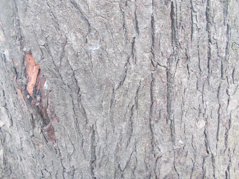 Texture grey skin tree stock image. Image of grey, botany - 100389319