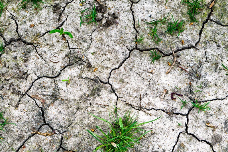 Texture of Grey Withered Earth with Cracks and Green Grass Stock Photo ...