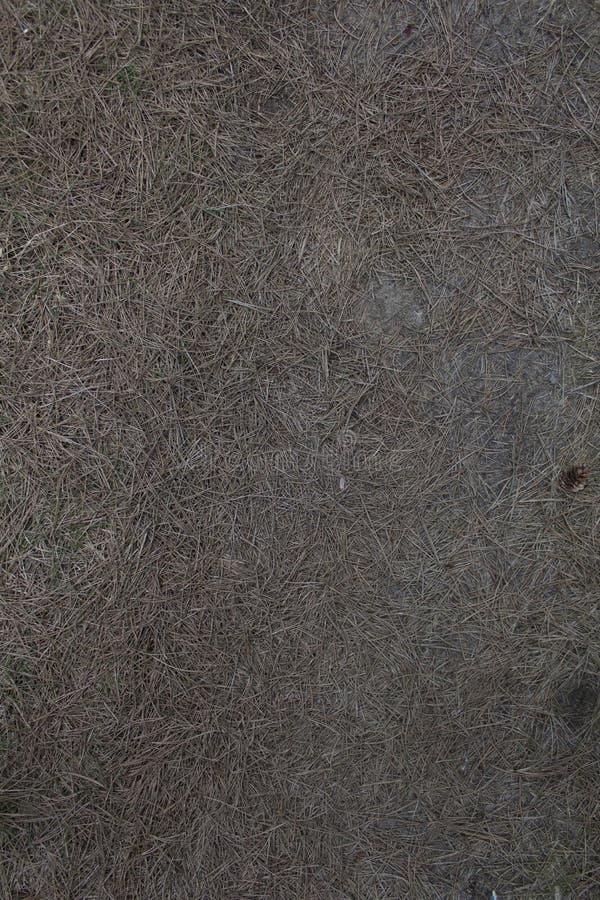 The Texture of the Ground. High Resolution Stock Photo - Image of ...