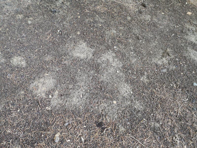 The Texture of the Ground. the Structure of the Soil Close-up. Dig the ...