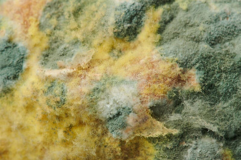 Fungus Abstract Texture Background Stock Image - Image of mouldy ...