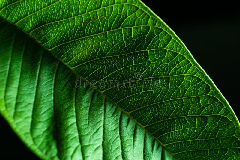 Texture of a Guava Fruit Leaf Stock Photo - Image of food, abstract ...