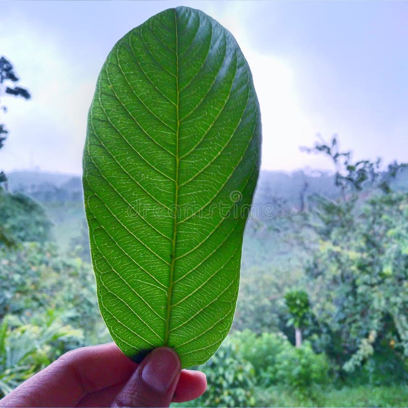 Guava Plantation stock image. Image of plantation, organic - 35900197