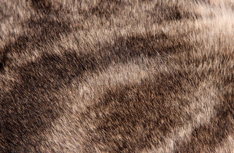 The Texture of the Hair Tabby Stock Image - Image of hairy, tabby ...