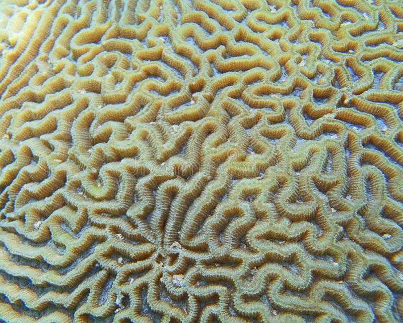Texture of the hard coral stock photo. Image of close - 81854714