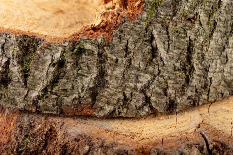 The Texture of Hardwood. Cross-section of a Beech Tree Trunk Stock ...