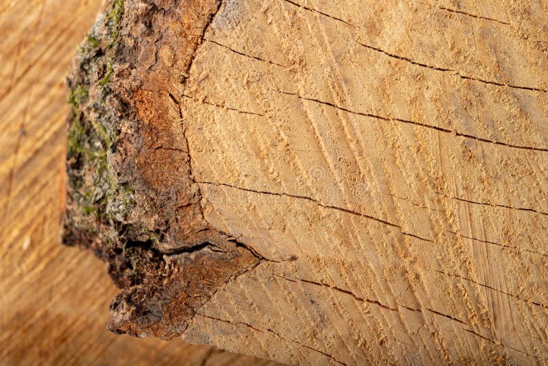 The Texture of Hardwood. Cross-section of a Beech Tree Trunk Stock ...