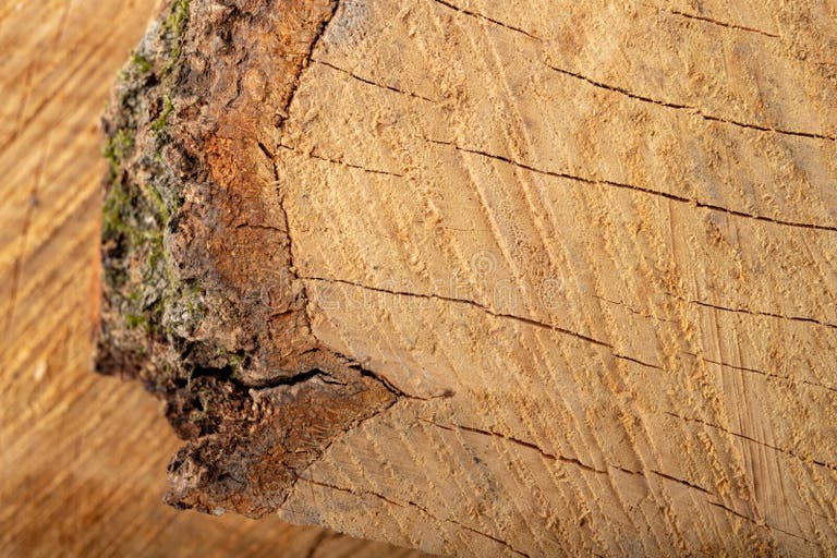 The Texture of Hardwood. Cross-section of a Beech Tree Trunk Stock ...
