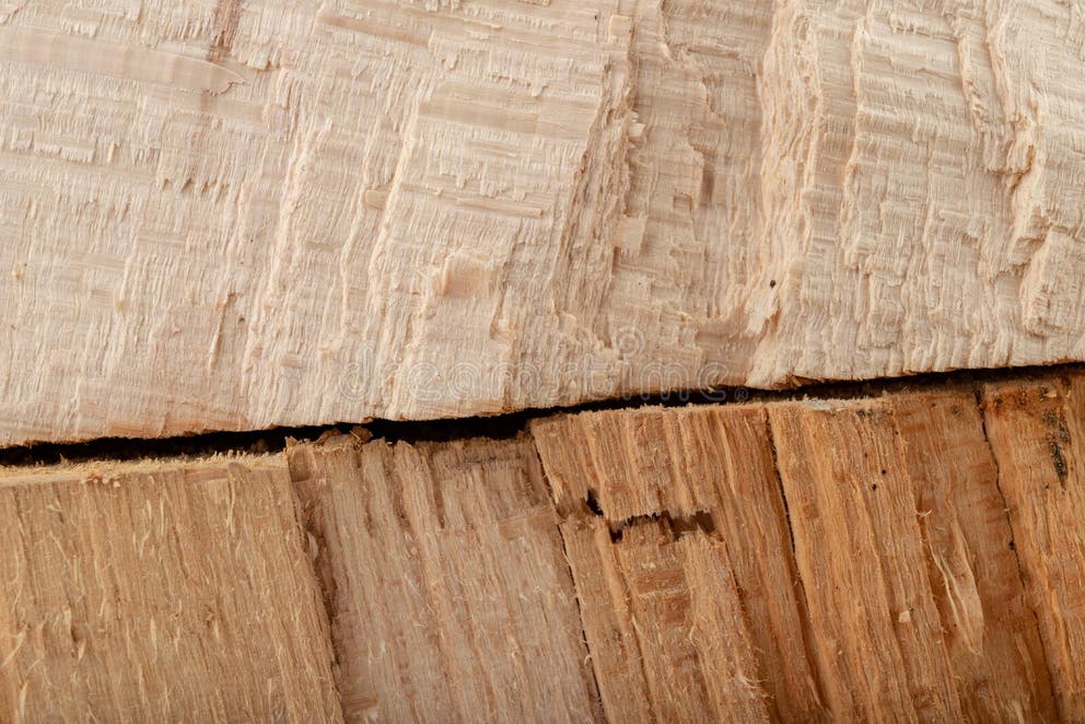 The Texture of Hardwood. Cross-section of a Beech Tree Trunk Stock ...