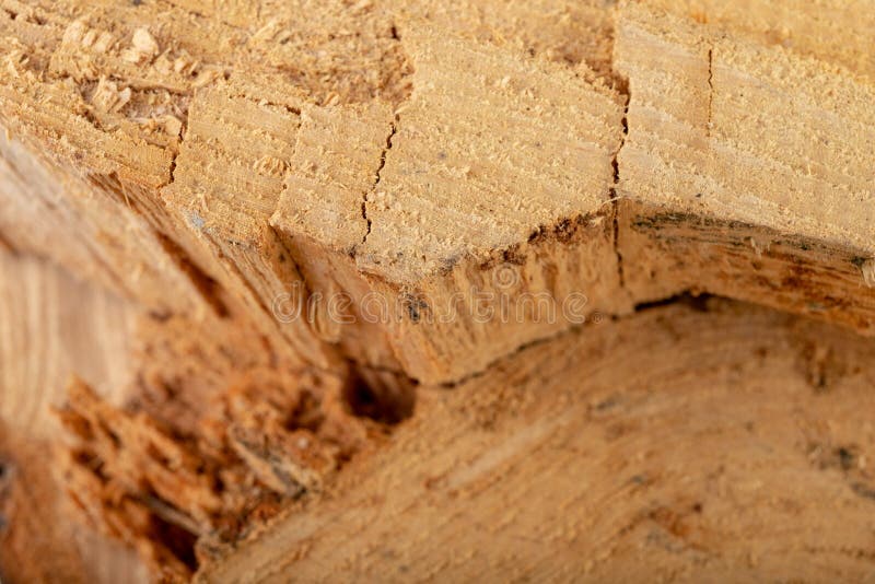 The Texture of Hardwood. Cross-section of a Beech Tree Trunk Stock ...