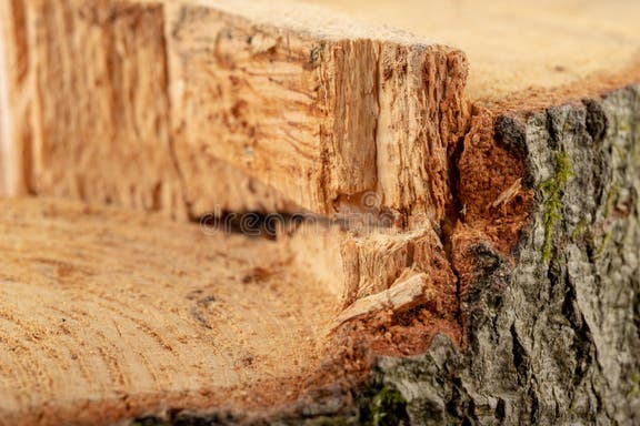 The Texture of Hardwood. Cross-section of a Beech Tree Trunk Stock ...