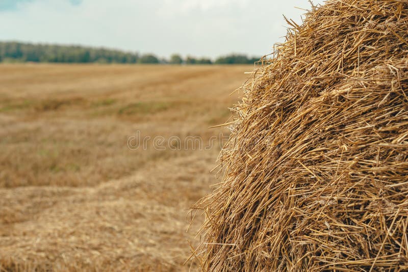 Texture of Hay, on a Background, Blue Sky Stock Photo - Image of ...