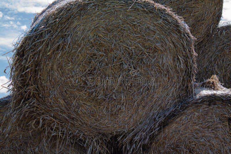Texture hay bales stock photo. Image of crop, countryside - 195059528