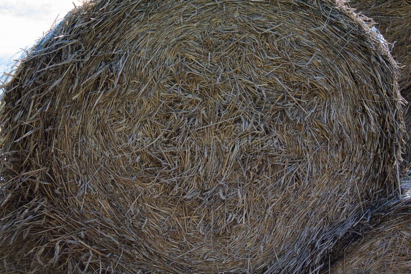 Texture hay bales stock photo. Image of haystack, landscape - 195996372