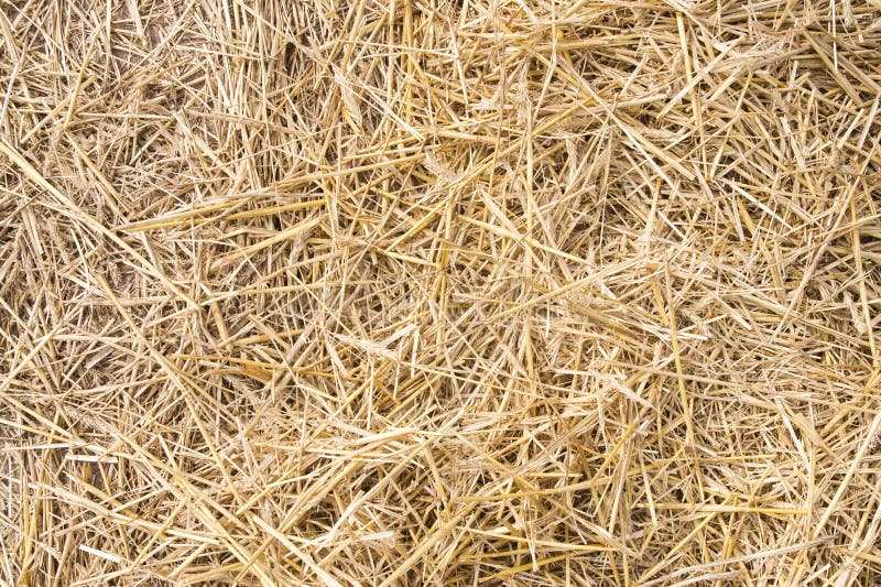 Texture Hay Closeup in Color. Stock Photo - Image of farm, macro: 40151794