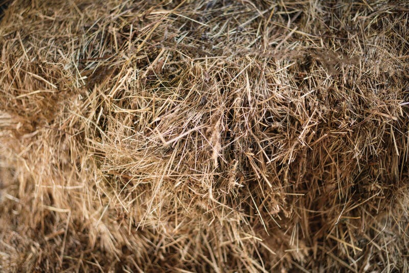 Texture Hay Closeup in Color. Fodder for Livestock Stock Image - Image ...