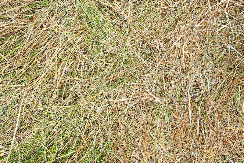 Texture of hay stock photo. Image of farm, field, natural - 35130174