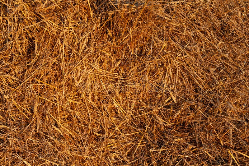 203 Hay Seamless Straw Texture Stock Photos - Free & Royalty-Free Stock ...