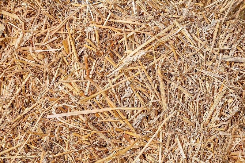 206 Hay Seamless Straw Texture Stock Photos - Free & Royalty-Free Stock ...