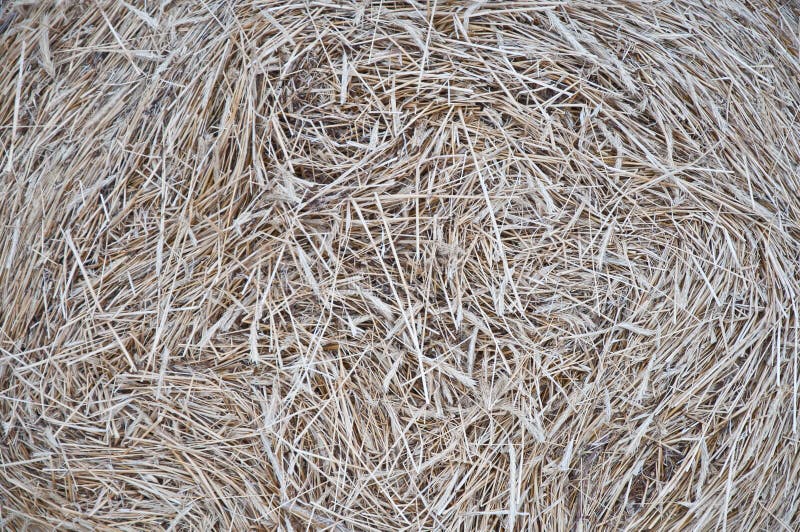 Texture of hay stock photo. Image of haystack, summer - 136457280