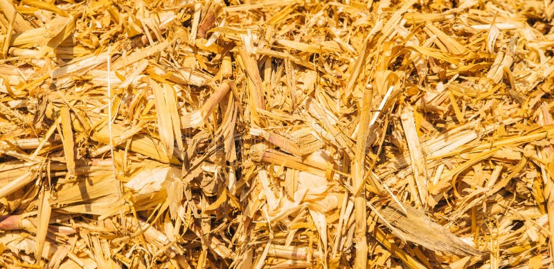 The Texture of the Haystack. Background of Dry Yellow Hay Stock Image ...