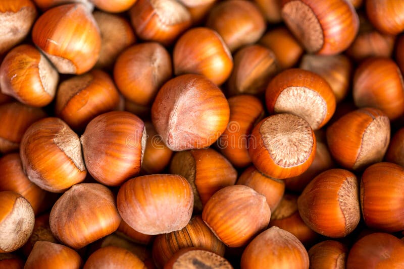 The Texture of the Hazelnut, the View from the Top Stock Image - Image ...
