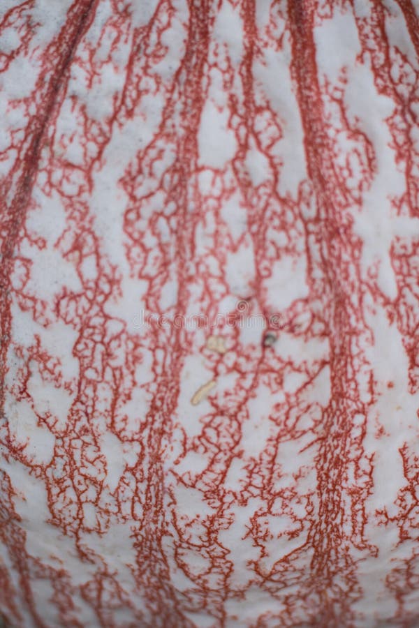 Texture of Heirloom Squash stock photo. Image of skin - 112937516