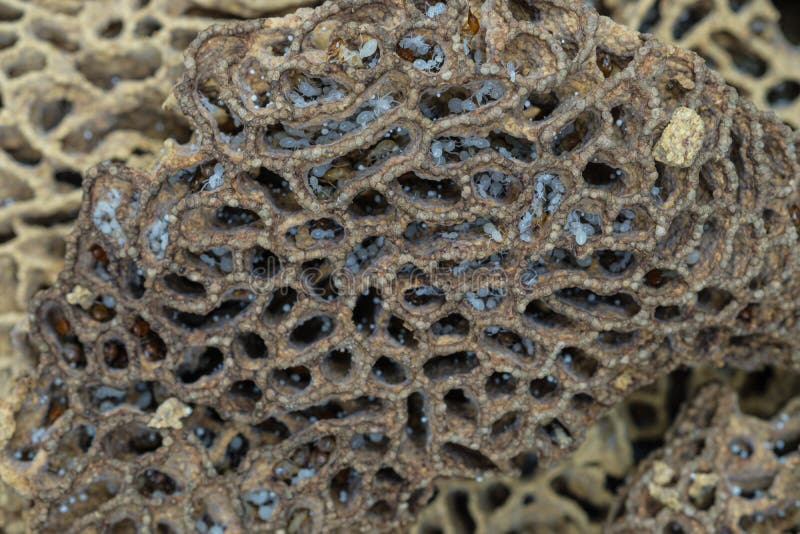 Texture Holes of Termite Nests Stock Image - Image of natural, social ...