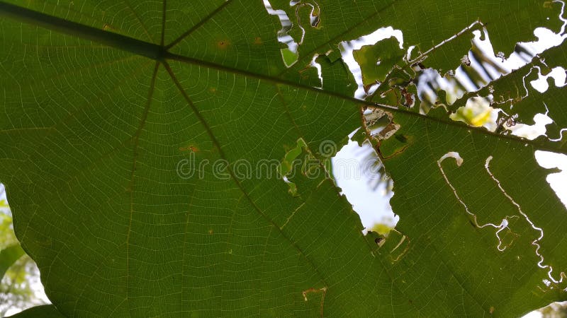 Texture of a Hollow Leaf that Has Been Eaten by a Caterpillar Stock ...