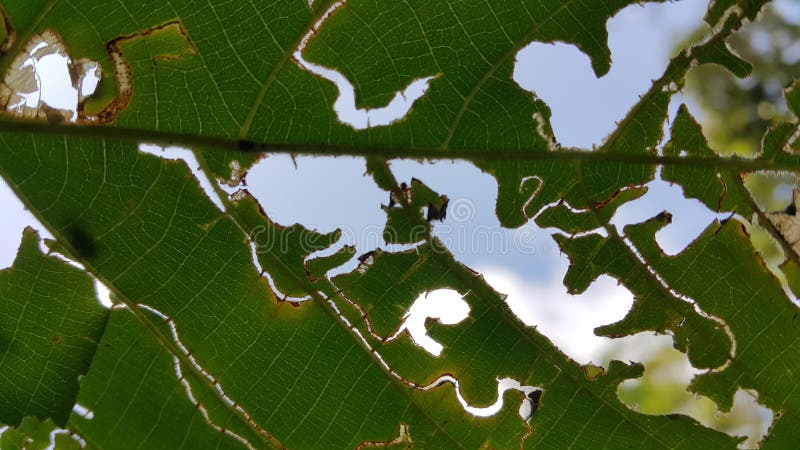Texture of a Hollow Leaf that Has Been Eaten by a Caterpillar Stock ...