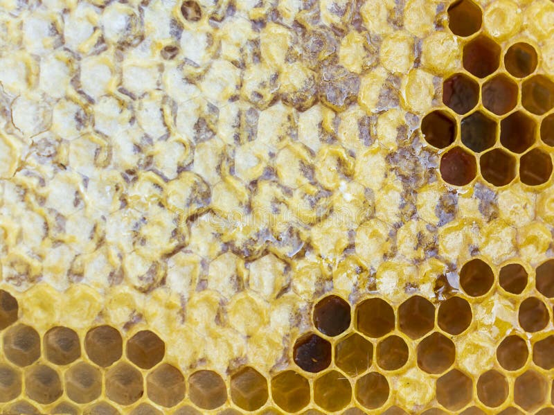 Texture Honeycomb with Honey Stock Image - Image of gummy, detail ...