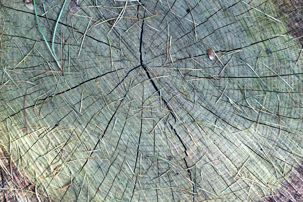 Texture. stock image. Image of wall, pattern, wood, tree - 334012589