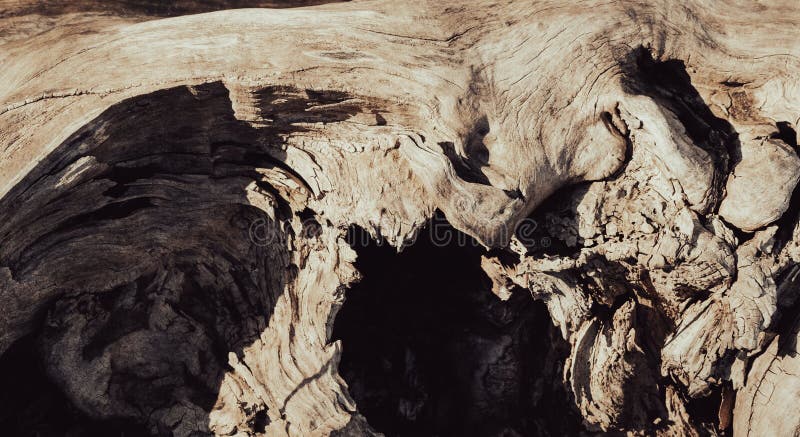 A Fragment of an Old Rotted Tree Stock Photo - Image of drought ...