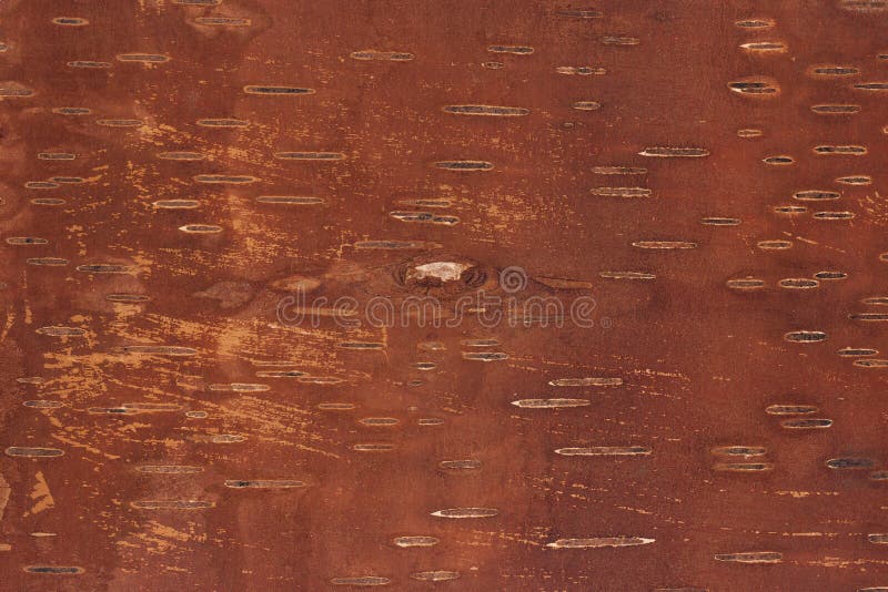 Inner side of birch bark stock image. Image of grunge - 29706853
