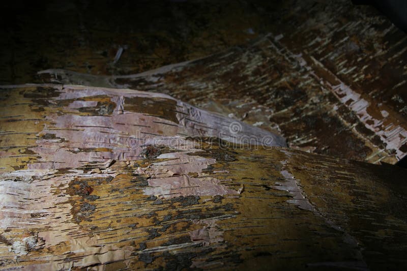 Texture of the Inner Side of Birch Bark. Natural Background of Birch ...